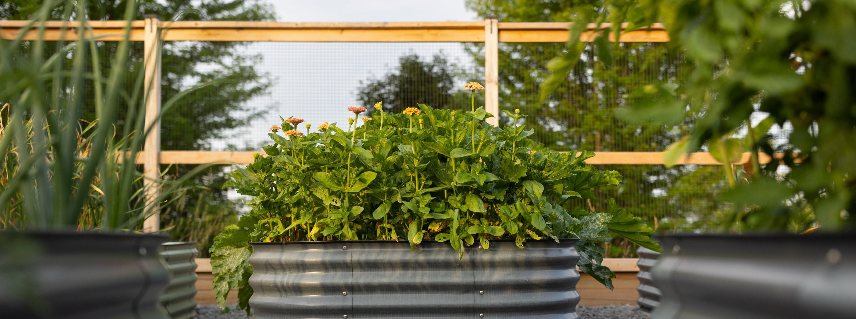 Metal Raised Garden Boxes | Modular Garden Bed Kits | Sproutbox Garden